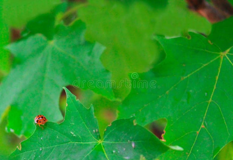 Lady Bug Corner stock photo. Image of dots, left, lady - 45209272