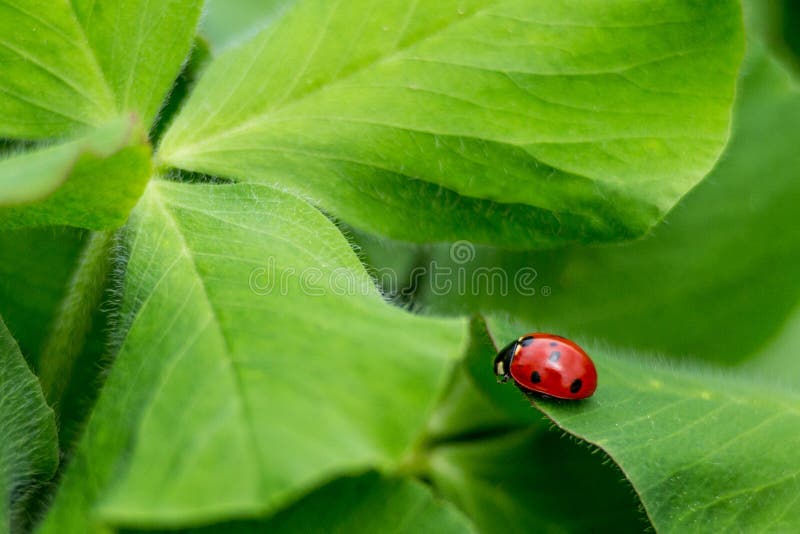 Lady bug stock image. Image of summer, plant, macro, insect - 41509791