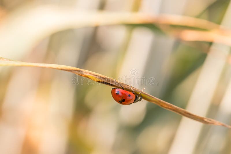 Lady Bug Crawling on Under Side of Plant Leaf Stock Image - Image of ...