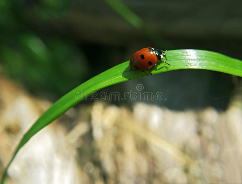 Lady Bug is Crawling Up Grass Stock Photo - Image of leaf, ladybird ...
