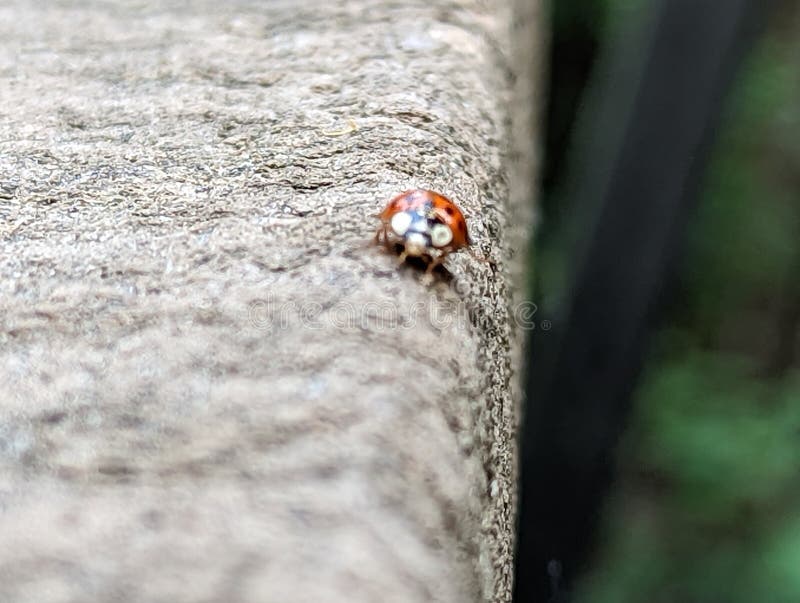 Lady Bug Crawling on Wooden Railing Stock Photo - Image of nature ...
