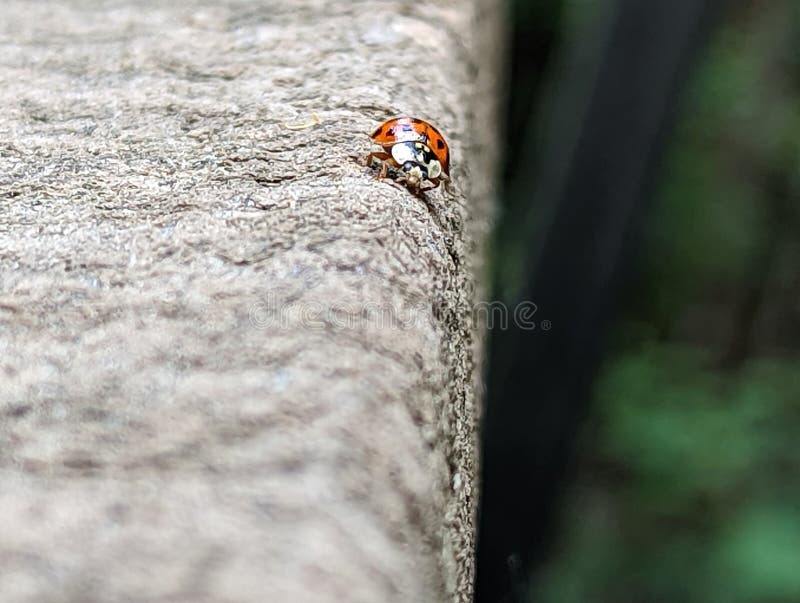 Lady Bug Crawling on Wooden Railing Stock Image - Image of animal ...