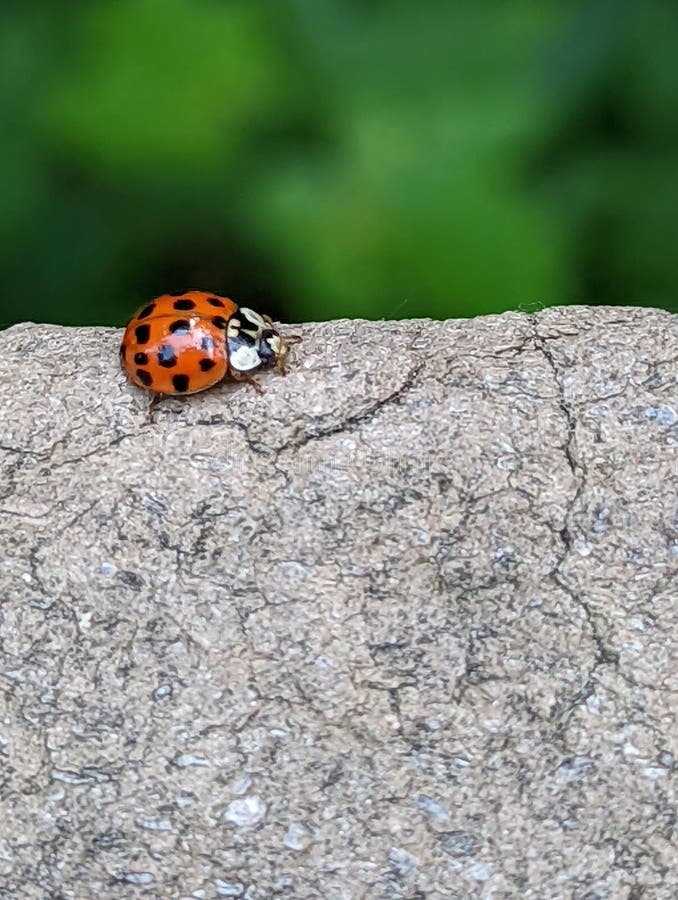 Lady Bug Crawling on Wooden Railing Stock Photo - Image of animal ...
