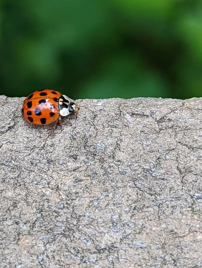 Lady Bug Crawling on Wooden Railing Stock Image - Image of insect ...