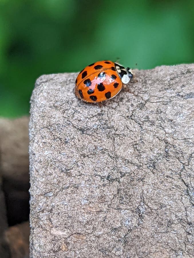 Lady Bug Crawling on Wooden Railing Stock Image - Image of leaf, insect ...