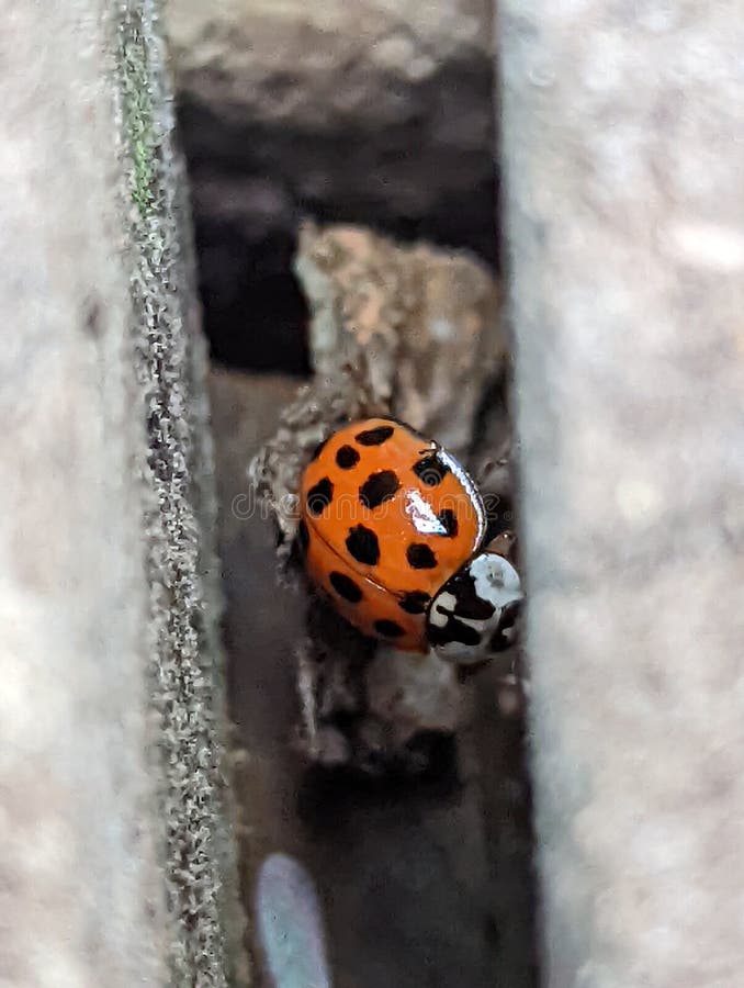 Lady Bug Crawling on Wooden Railing Stock Photo - Image of invertebrate ...