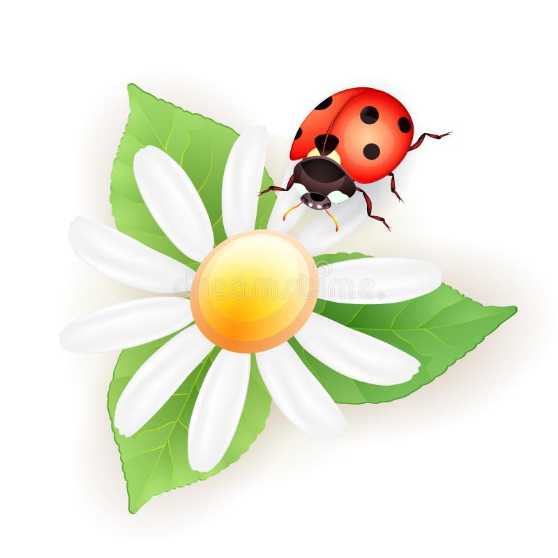 Lady bug with daisy stock illustration. Illustration of plant - 25841479