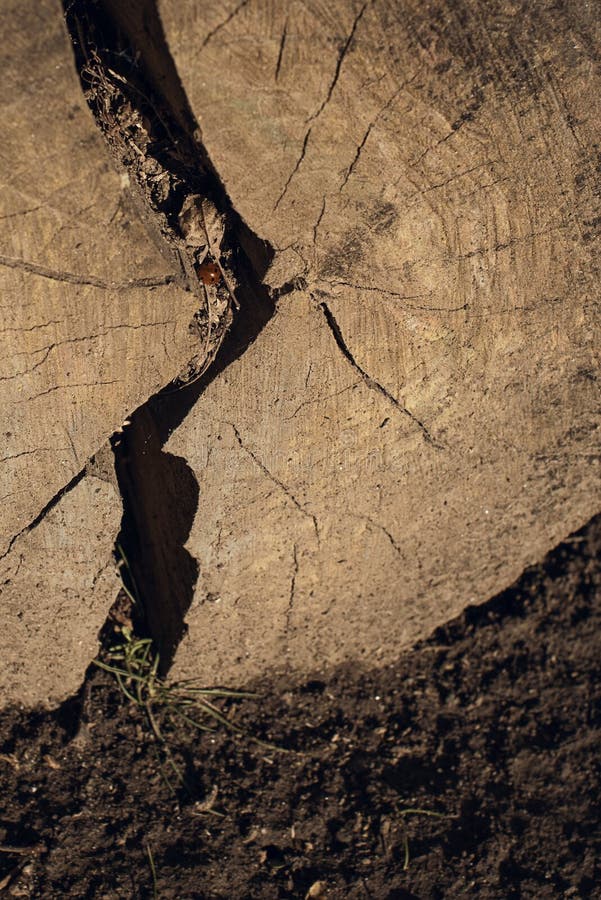 Lady Bug on a Dry Log is Close-up Stock Photo - Image of small ...
