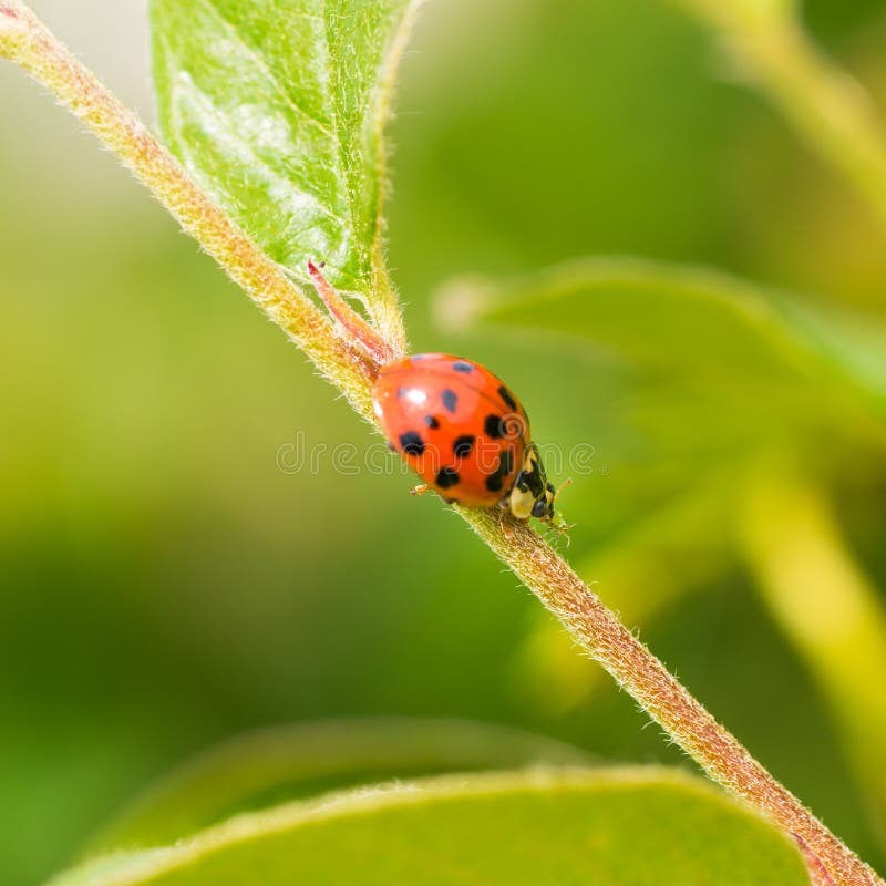 Ladybug Eat Aphid Stock Photos - Free & Royalty-Free Stock Photos from ...