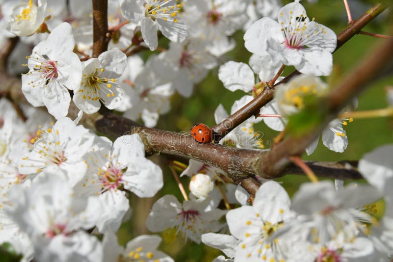 Lady bug stock image. Image of mirabelle, enjoying, beautiful - 53159927