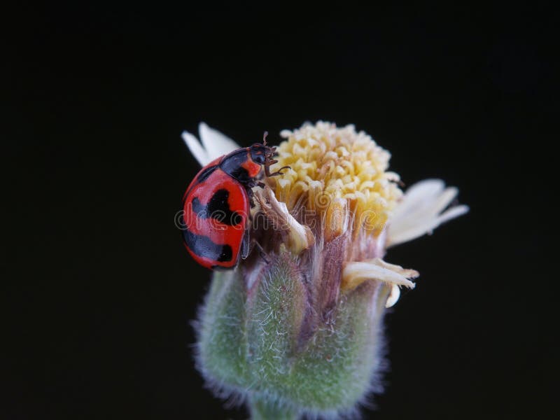Lady bug on flower stock image. Image of insect, lady - 153334131