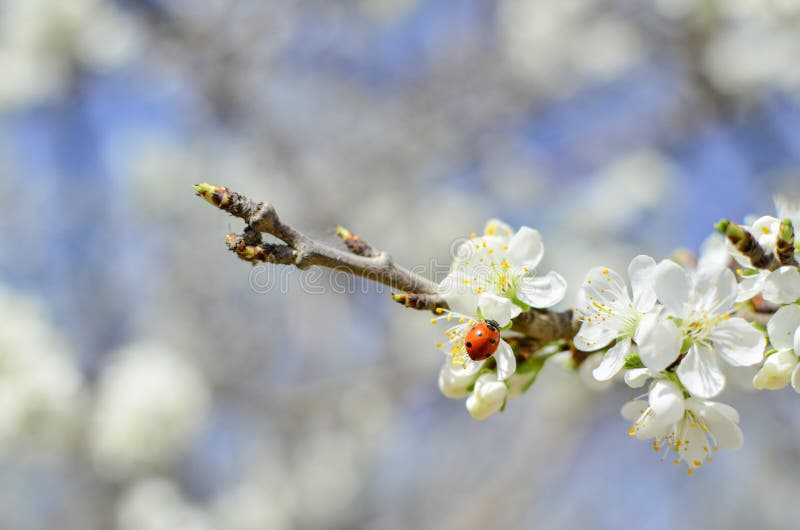 Lady Bug on Flowering Branch Stock Image - Image of springtime, twigs ...