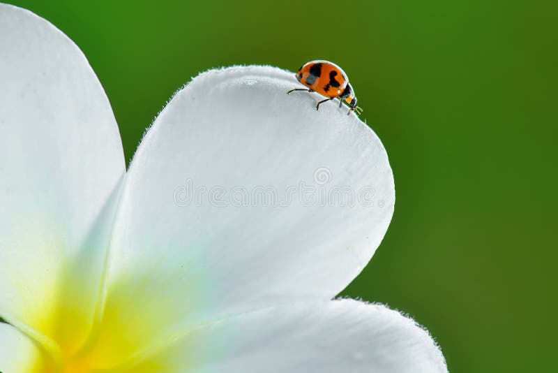 Lady bug on a flowers stock image. Image of invertebrate - 187905059