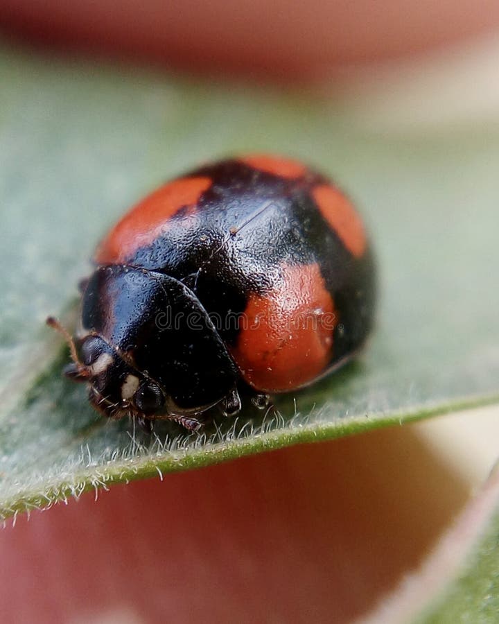 761 Flying Lady Bug Stock Photos - Free & Royalty-Free Stock Photos ...