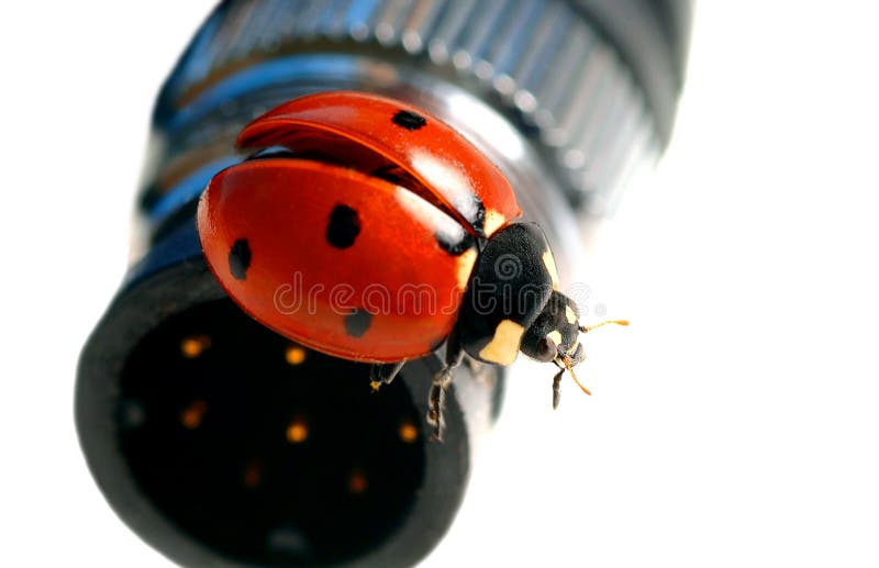 Lady Bug Gets cable stock image. Image of beetle, silver - 401207