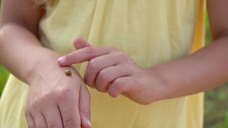 Lady bug on girl hands stock video. Video of beautiful - 75554377