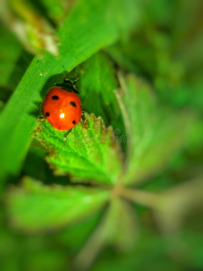 Lady bug on the grass leaf stock image. Image of naturally - 179796777