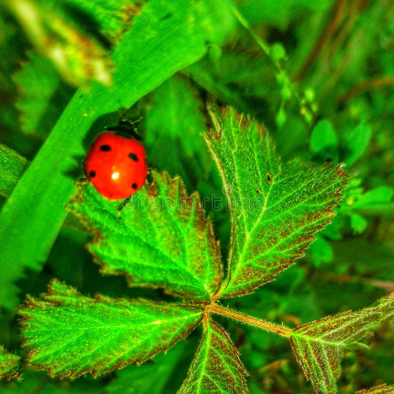 Lady bug on the grass leaf stock photo. Image of green - 179796786