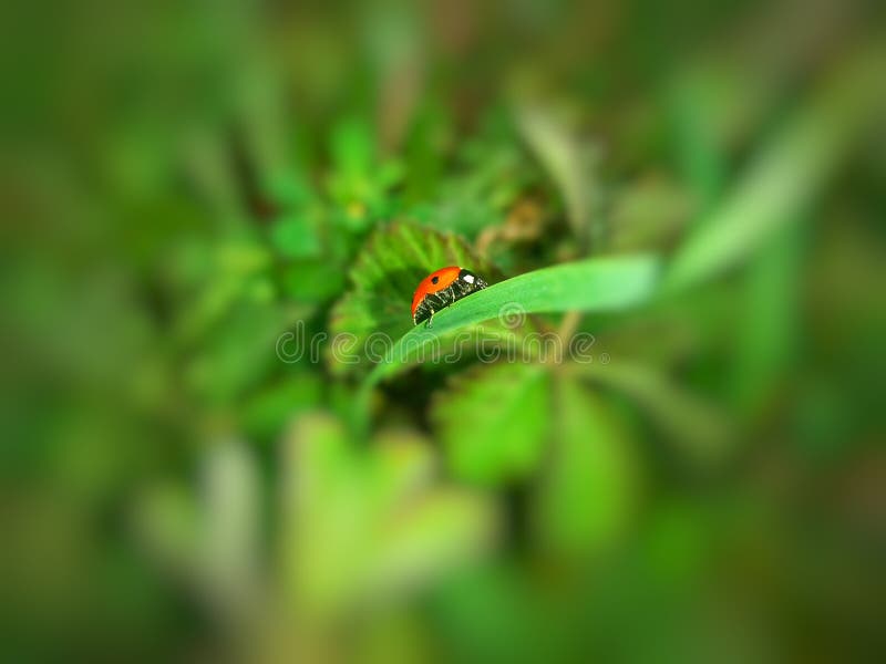 Lady bug on the grass leaf stock image. Image of closely - 179796789