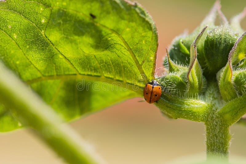 Lady Bug on Green Plant in Sun Stock Photo - Image of grass, closeup ...