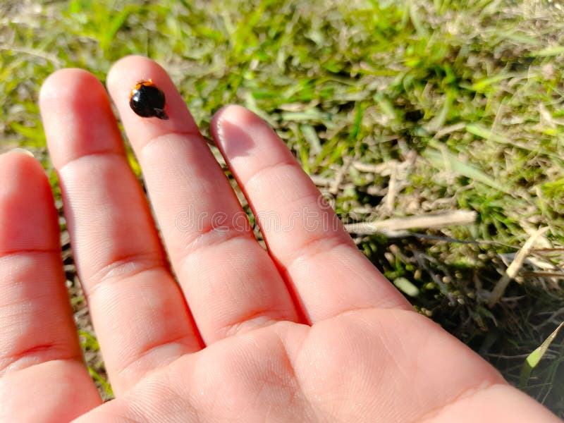 103 Hand Grass Lady Bug Stock Photos - Free & Royalty-Free Stock Photos ...