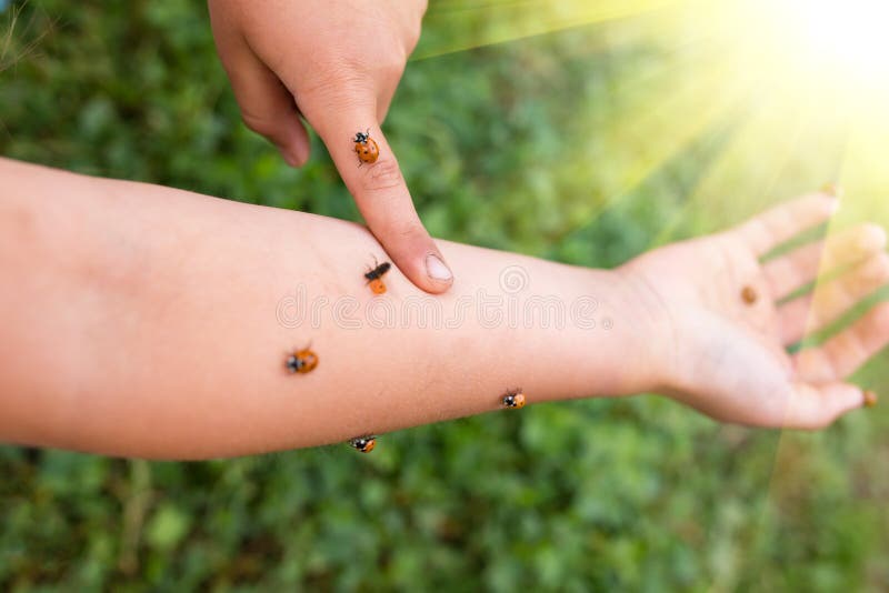 Lady Bug in Garden. Ladybug is Friend of Gardener Stock Image - Image ...
