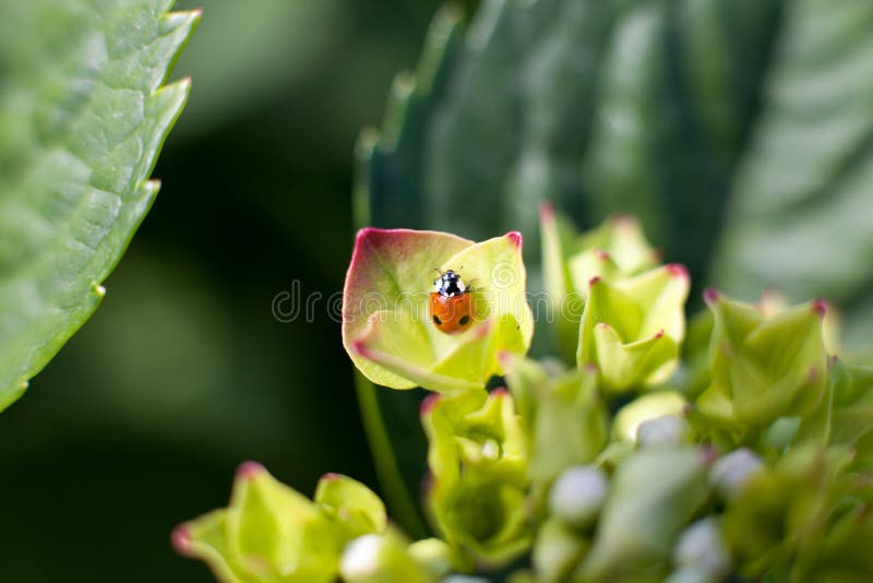 Lady bug on Hortensia stock image. Image of insect, beetle - 81314285