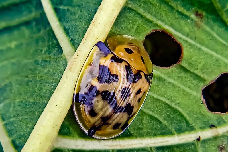 Lady bug insect stock photo. Image of insect, animal - 208571032