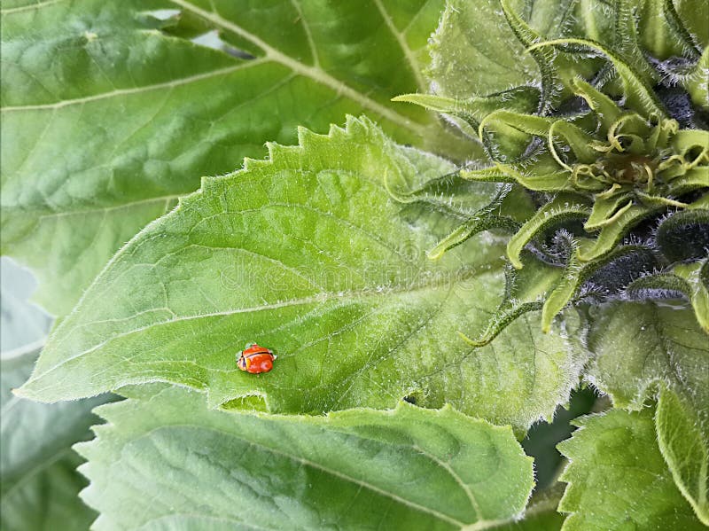 Lady bug stock photo. Image of plant, animal, rainy - 124464828