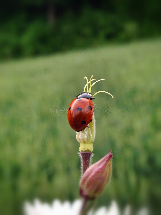 Extreme Magnification of a Ladybug Standing on a Green Leaf Stock Image ...