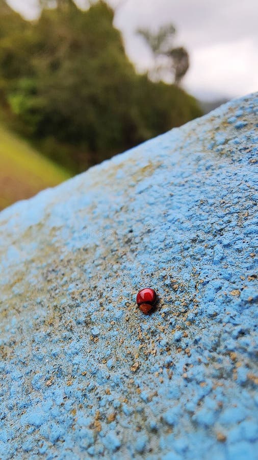 The Lady Bug is Laying on the Wall and Looking at the Camera Stock ...