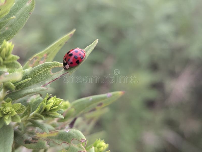 Lady Bug on Leaf stock image. Image of green, insect - 357373181