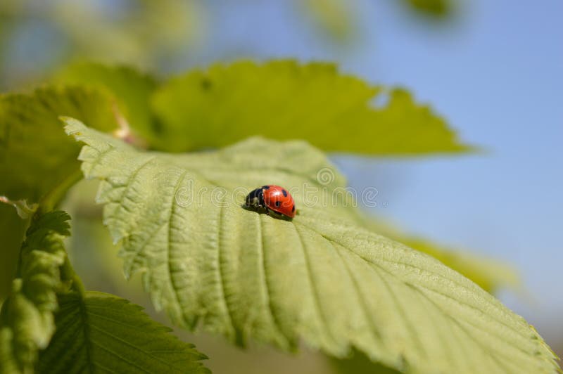 Lady bug on leaf stock image. Image of lady, light, macro - 70562193