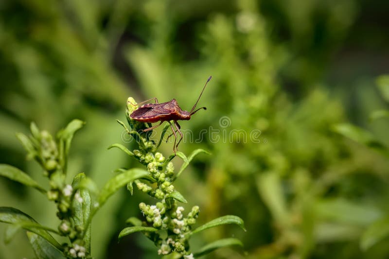 Bug eating leaf stock photo. Image of flora, details - 13131666