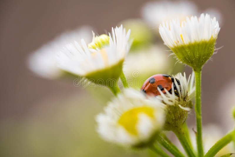 A Lady Bug Resting on a Tiny Flower Stock Photo - Image of leaf ...