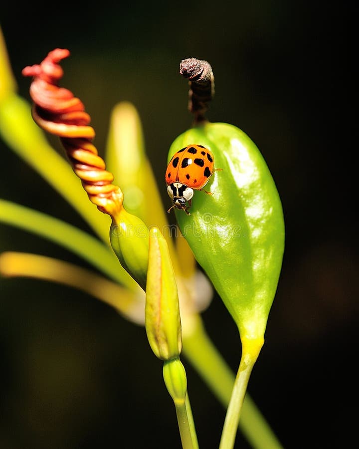 Lady Bug stock photo. Image of head, green, color, gardening - 43549198