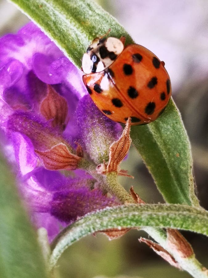 Lady bug for luck stock photo. Image of nature, lavanda - 220542854