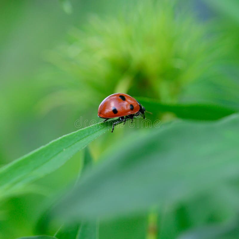 Lady bug stock image. Image of abstract, branch, tree - 40369095