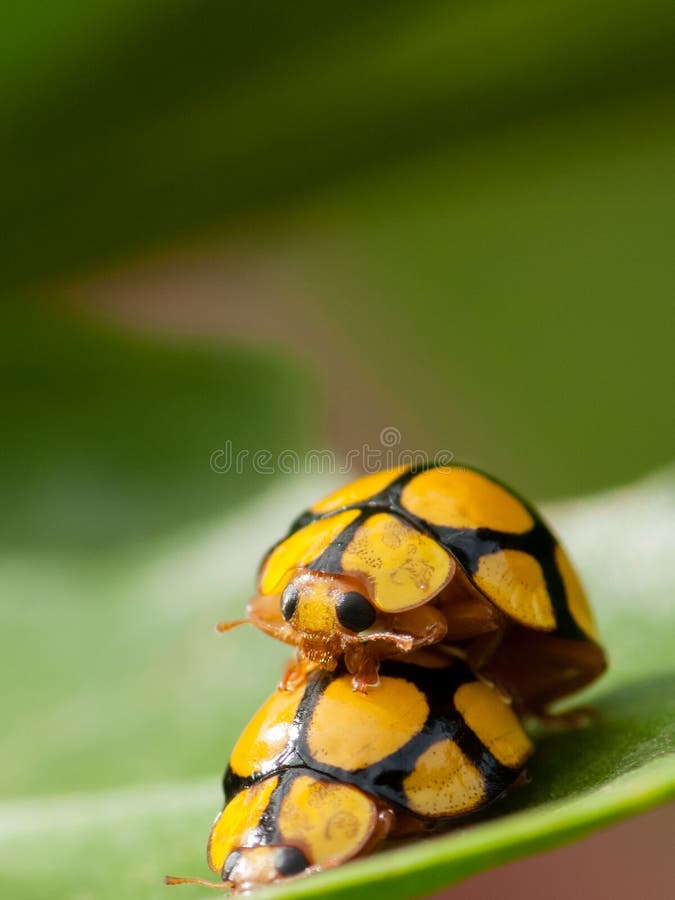 Lady bug Mating stock image. Image of insect, harmonia - 30742797