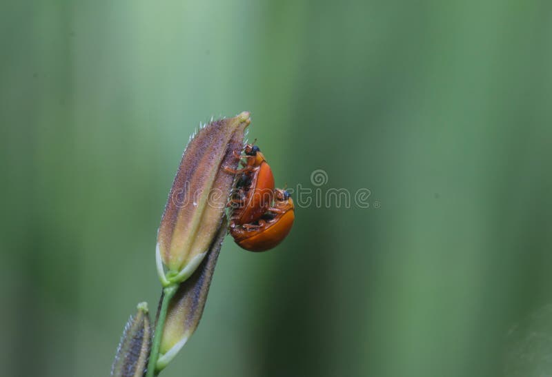 Lady bug mating stock photo. Image of beautiful, ladybug - 30136406