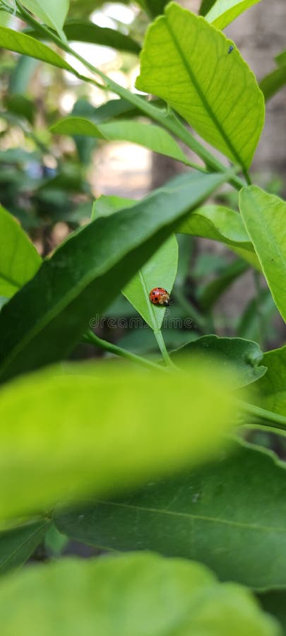 Lady bug in my front yard stock photo. Image of front - 268690970
