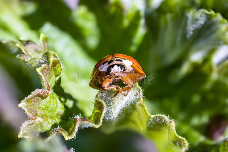 Lady Bug in My Spring Garden Stock Photo - Image of beautiful ...