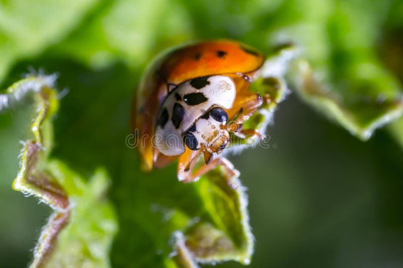 Lady Bug in My Spring Garden Stock Image - Image of beetle, close ...