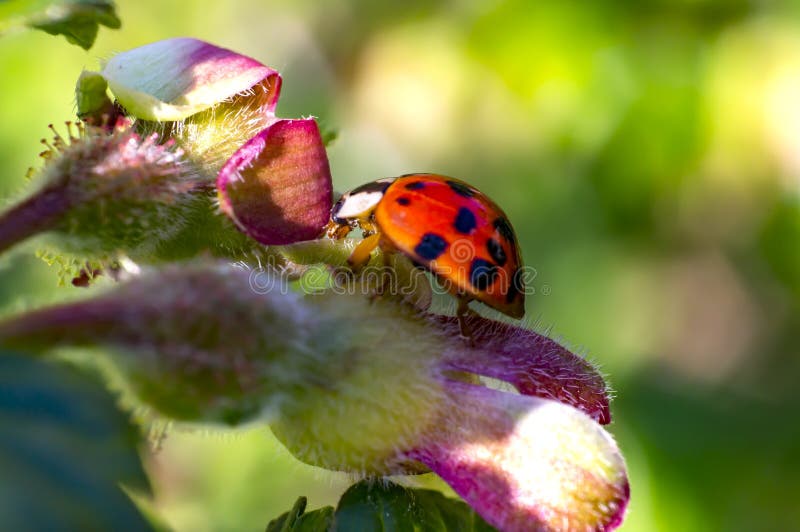 Lady Bug in My Spring Garden Stock Photo - Image of beautiful, natural ...