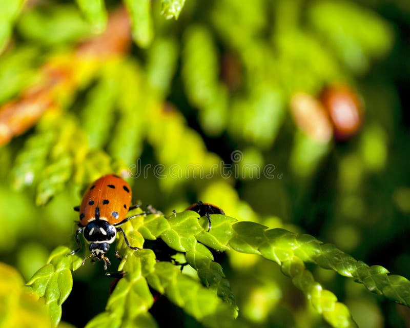 Ladybug Climbes Stock Photos - Free & Royalty-Free Stock Photos from ...