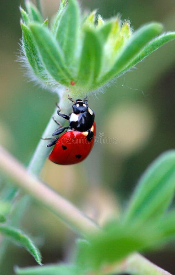Fall ladybug stock photo. Image of macro, yellow, ladybug - 350768
