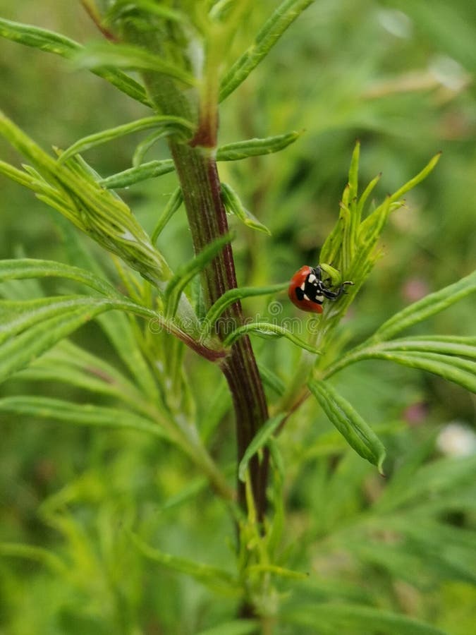 Lady bug on the plant stock image. Image of lawn, animal - 200909861