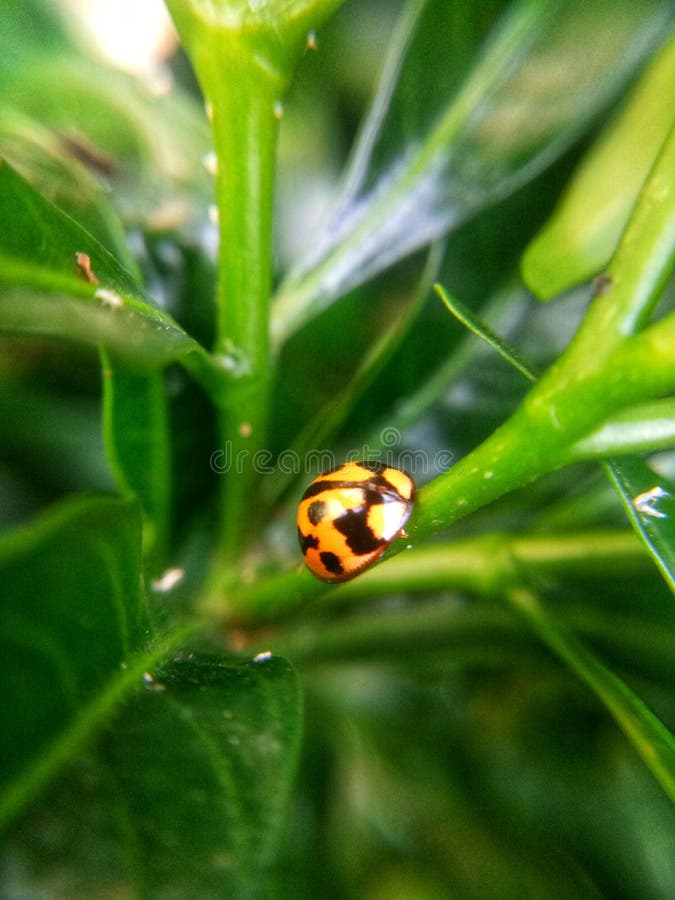 Lady bug on the plant stock photo. Image of small, macro - 149491222