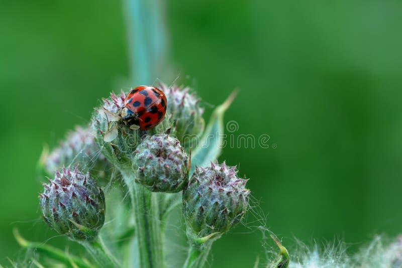 Lady bug on a plant. stock image. Image of close, green - 188053669