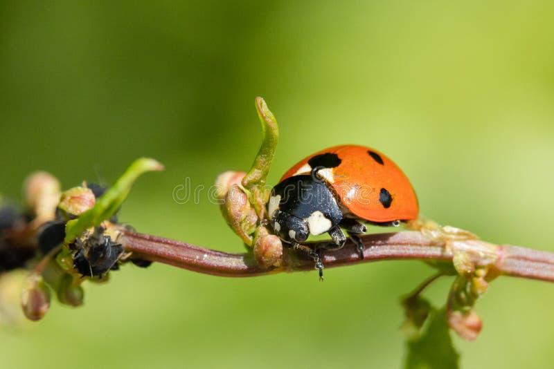 Lady Bug in a Plant`s Branch Macro Photography Stock Image - Image of ...